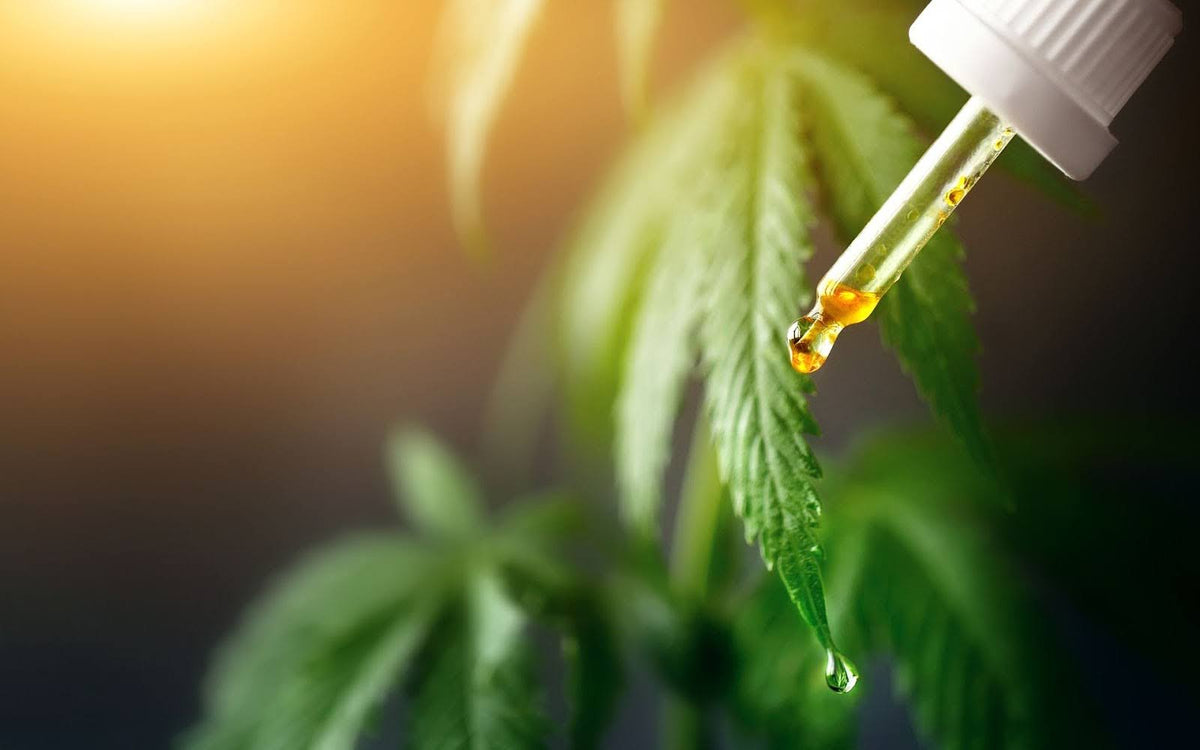 CBDA vs CBD: Exploring The Differences – Soul CBDA vs CBD: Exploring The Differences – Soul